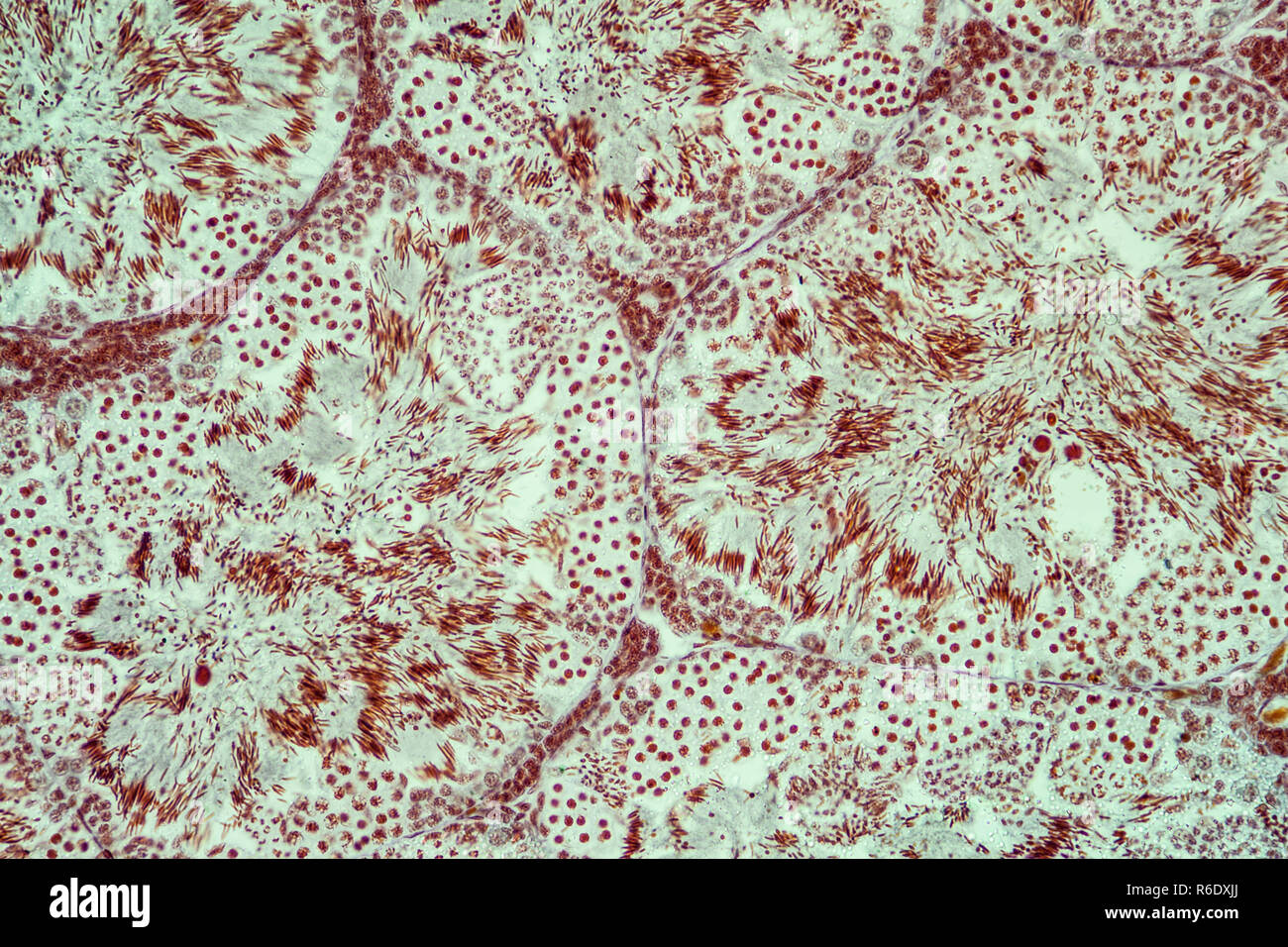 salamander testicular tissue under the microscope 200x Stock Photo - Alamy