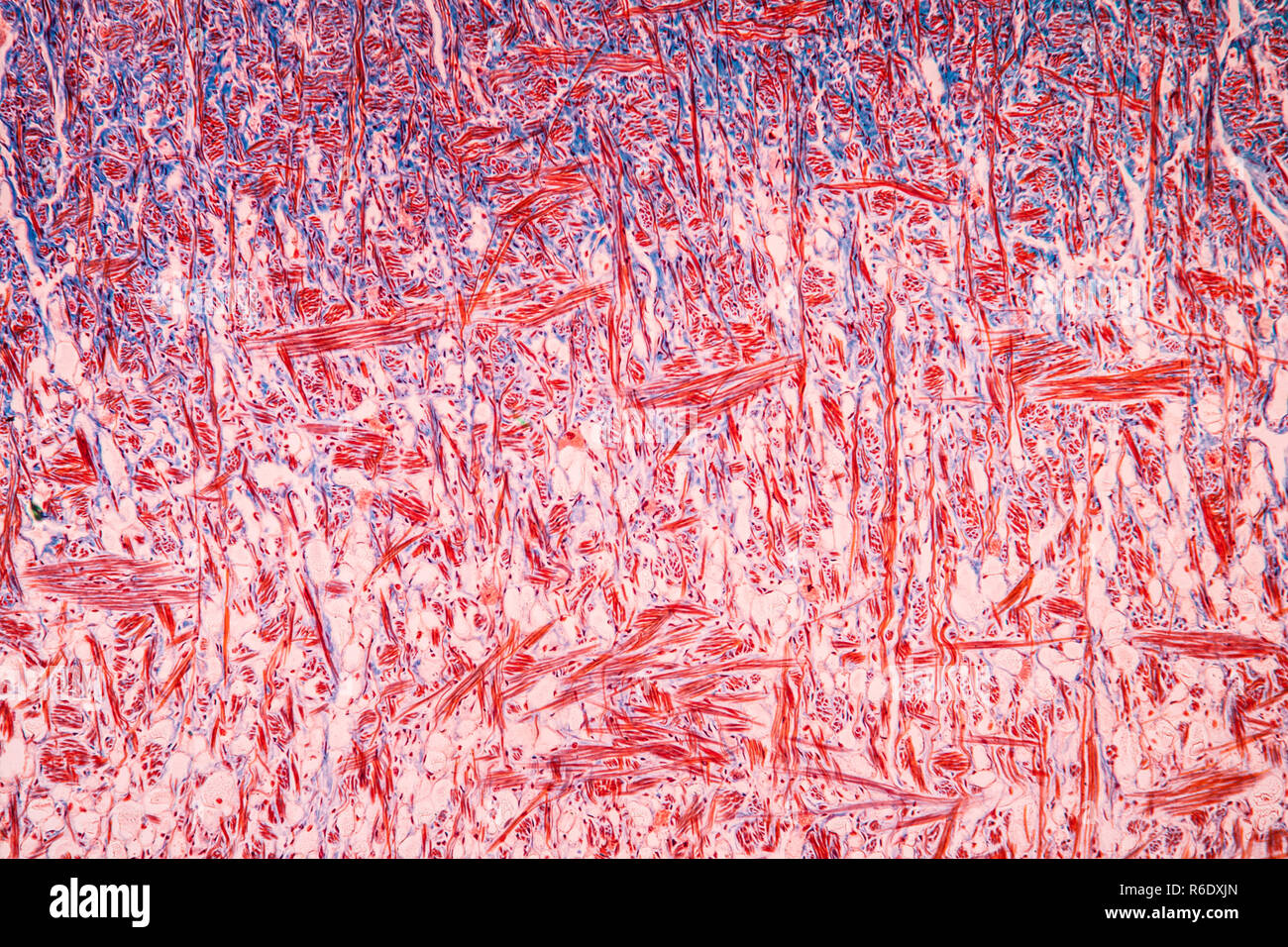snail tissue under the microscope 100x Stock Photo - Alamy