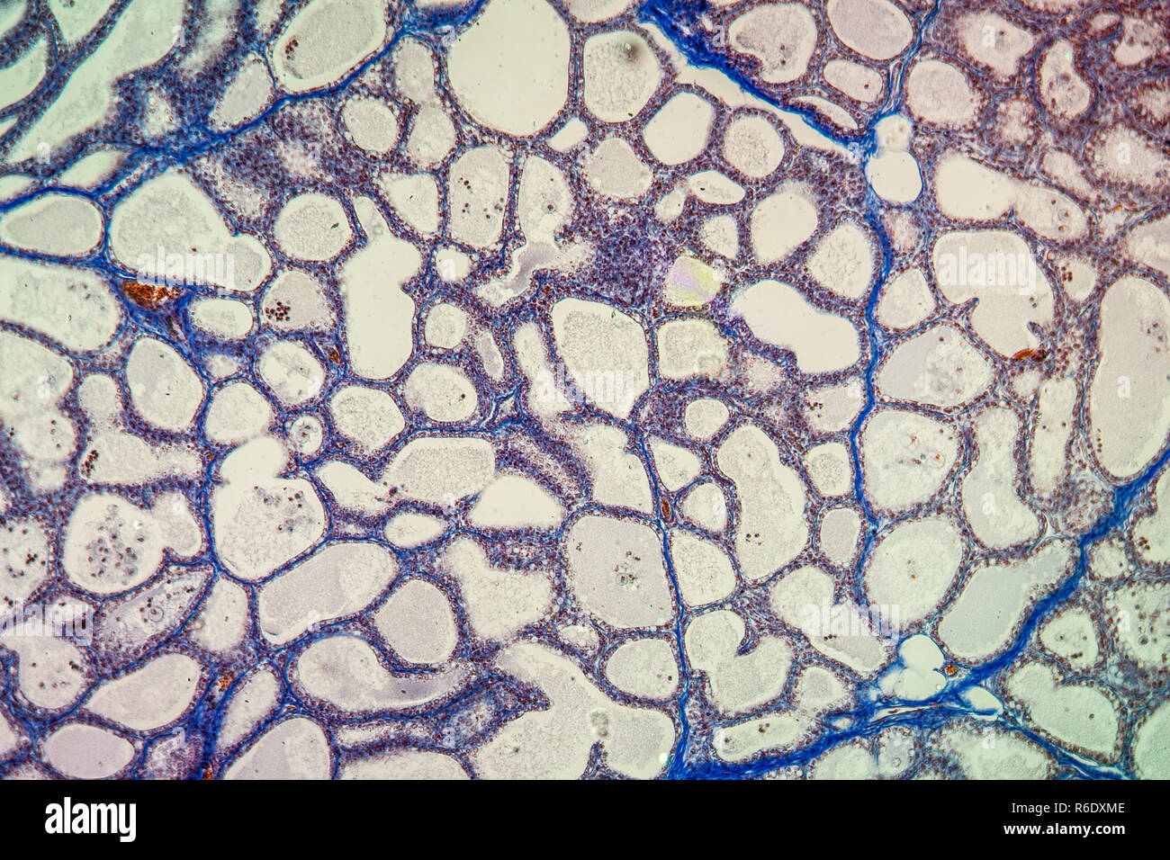cattle mammary gland tissue under the microscope 100x Stock Photo - Alamy