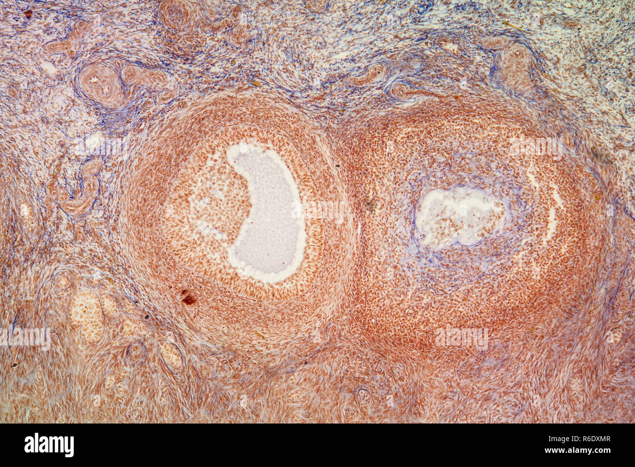 ovary tissue under the microscope 100x Stock Photo - Alamy