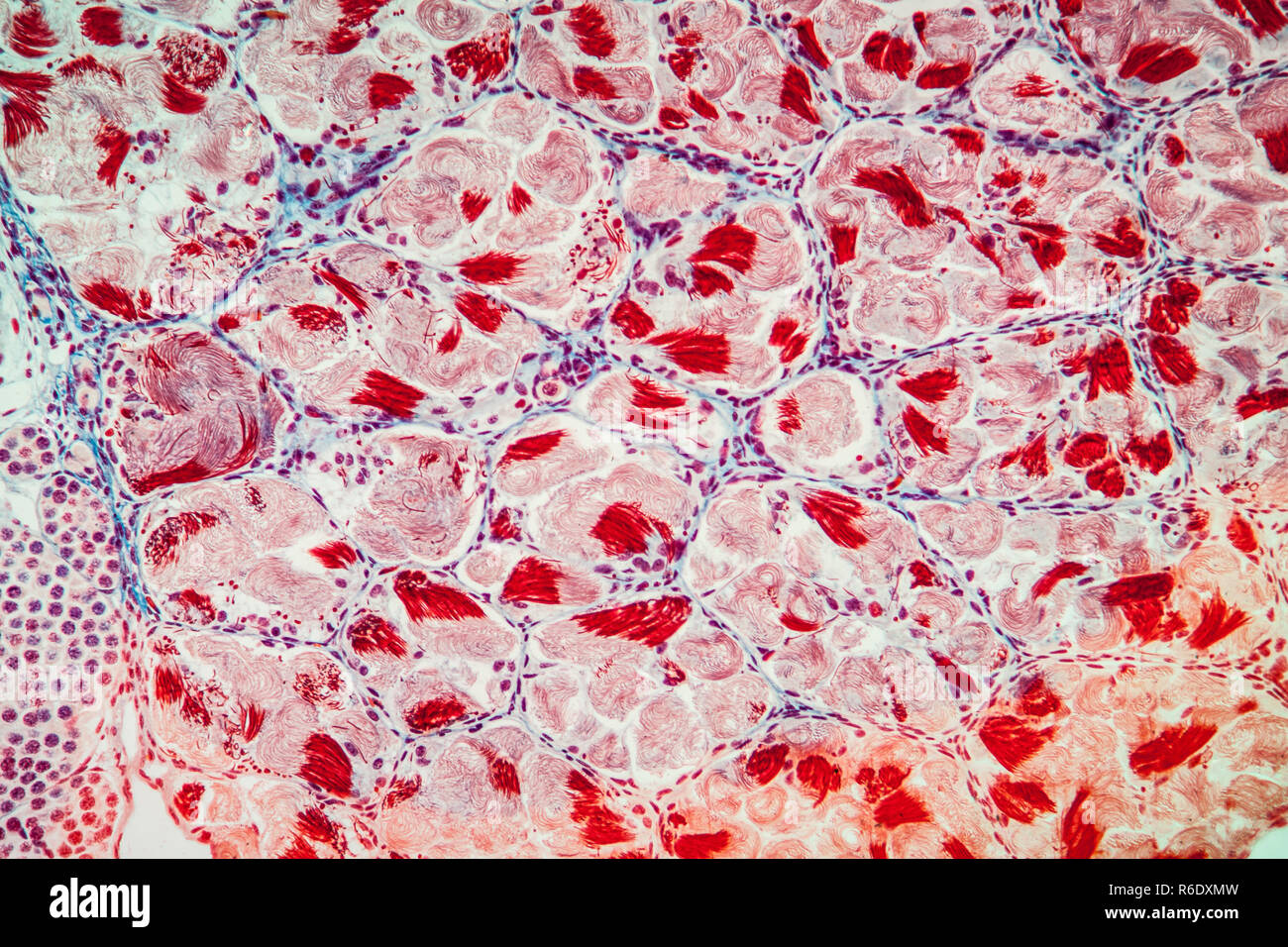 salamander testicular tissue under the microscope 100x Stock Photo - Alamy