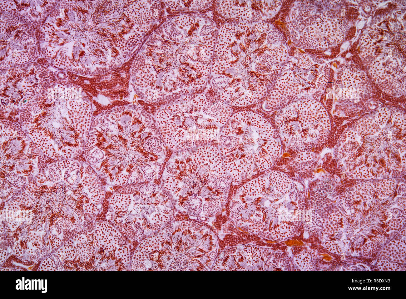 salamander testicular tissue under the microscope 100x Stock Photo - Alamy