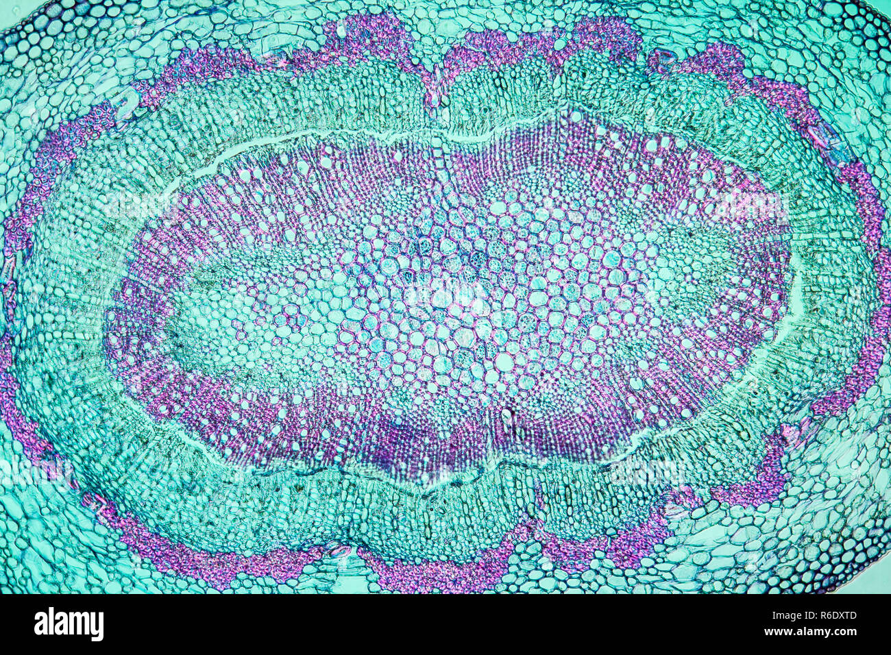 pedunculate oak fruit stalk across 100x Stock Photo - Alamy