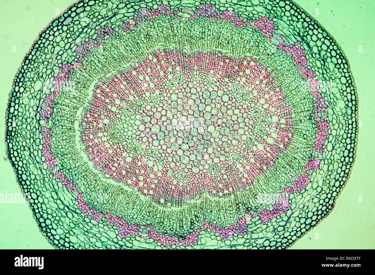 pedunculate oak fruit stalk across 100x Stock Photo - Alamy