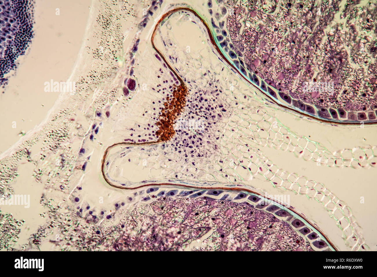 Grain wheat cross section hi-res stock photography and images - Alamy