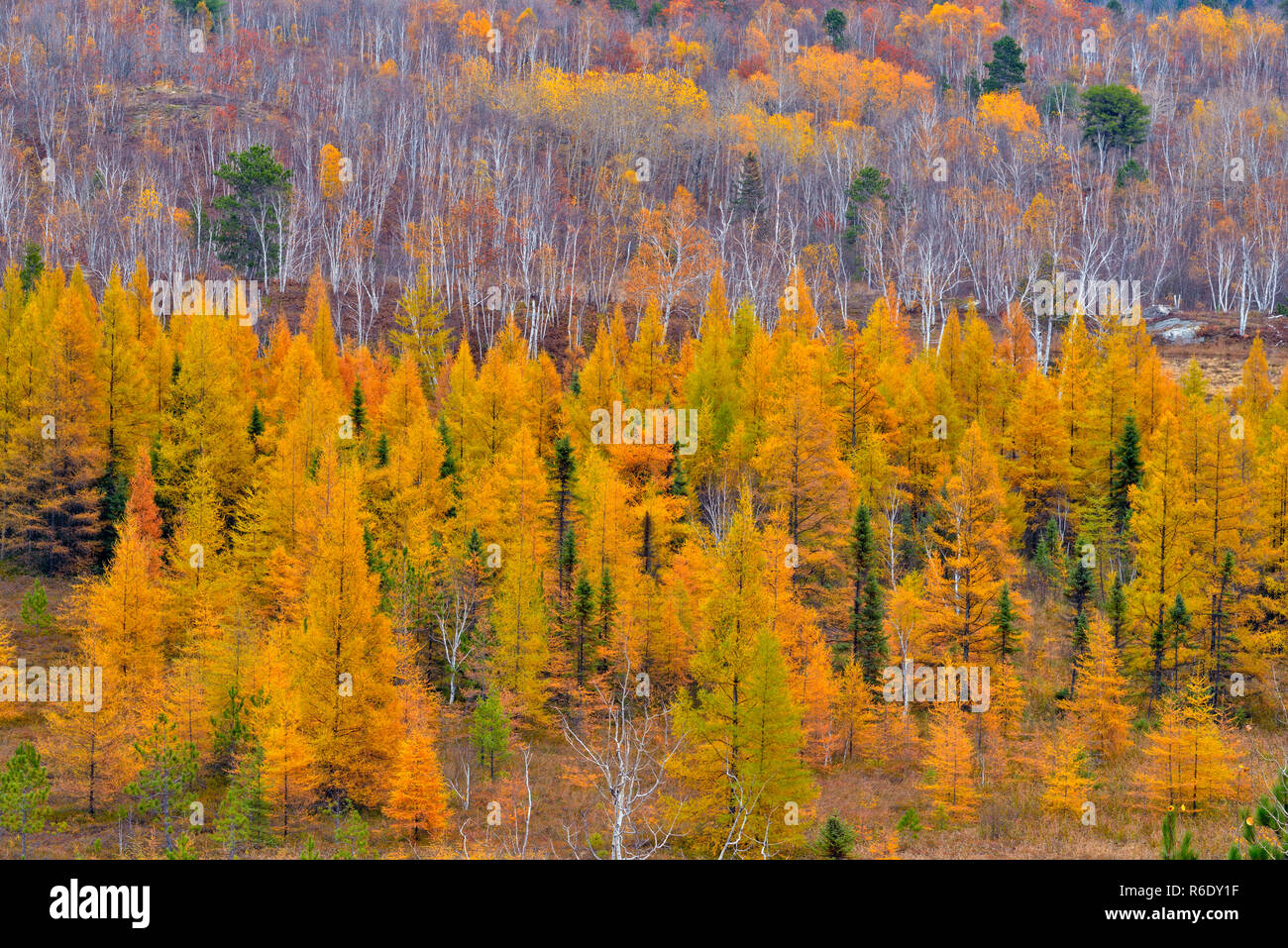 Deciduous Conifers Coniferous Trees High Resolution Stock Photography ...