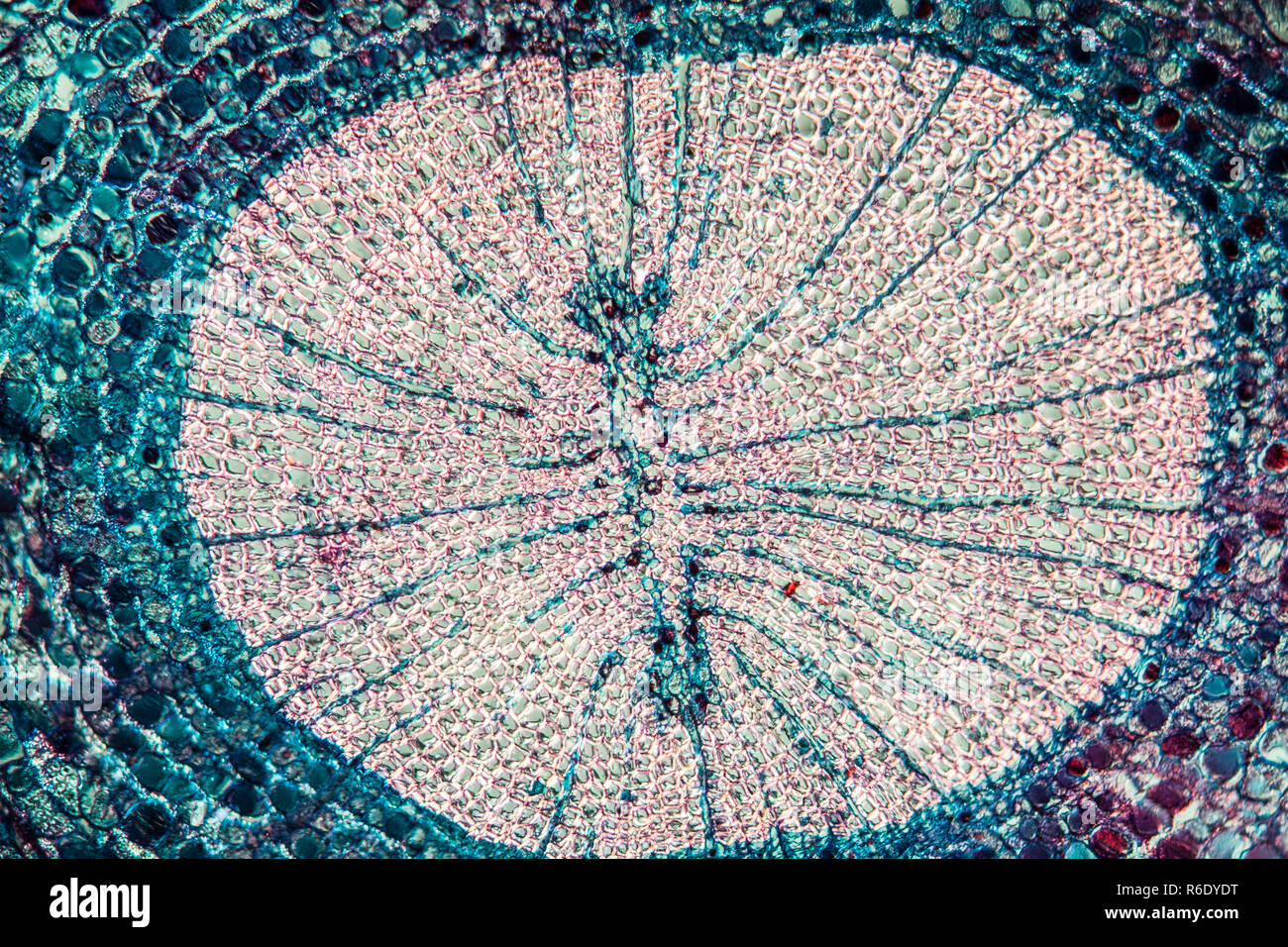 Cross and yew tree hi-res stock photography and images - Alamy