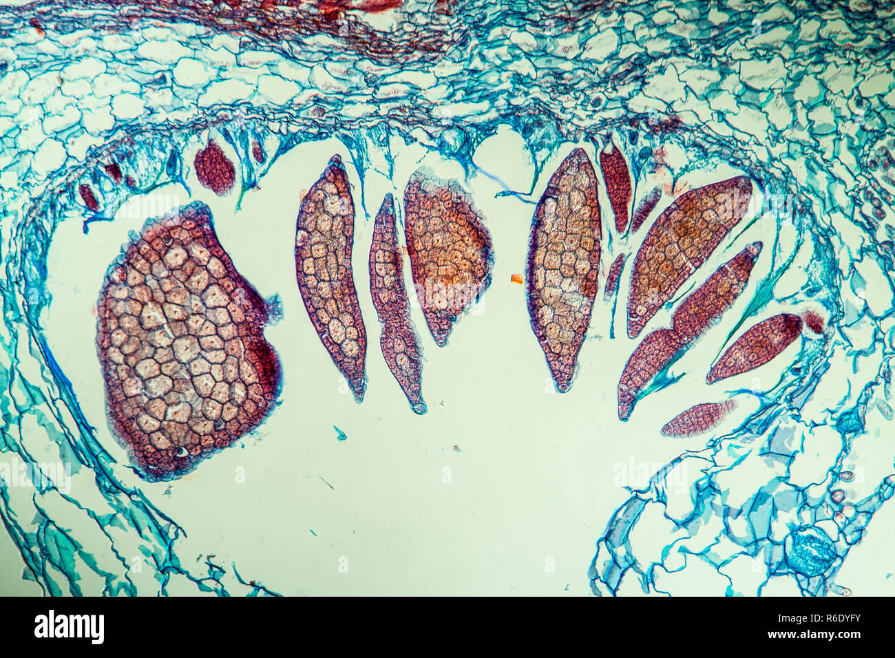 bird root root across 100x Stock Photo - Alamy