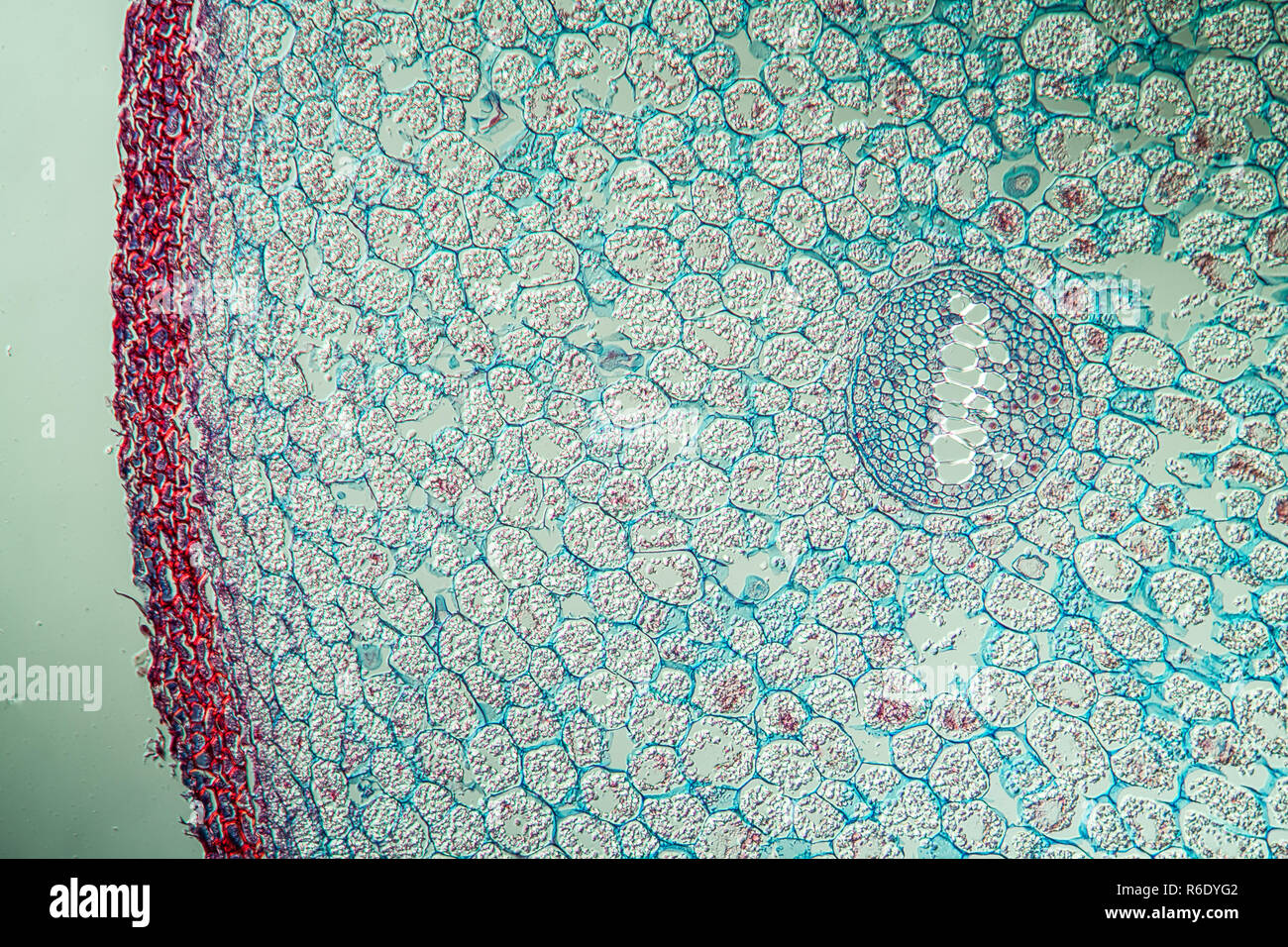 fern root across 100x Stock Photo - Alamy