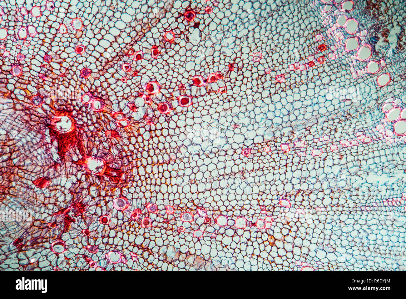 Carrot tissue hi-res stock photography and images - Alamy