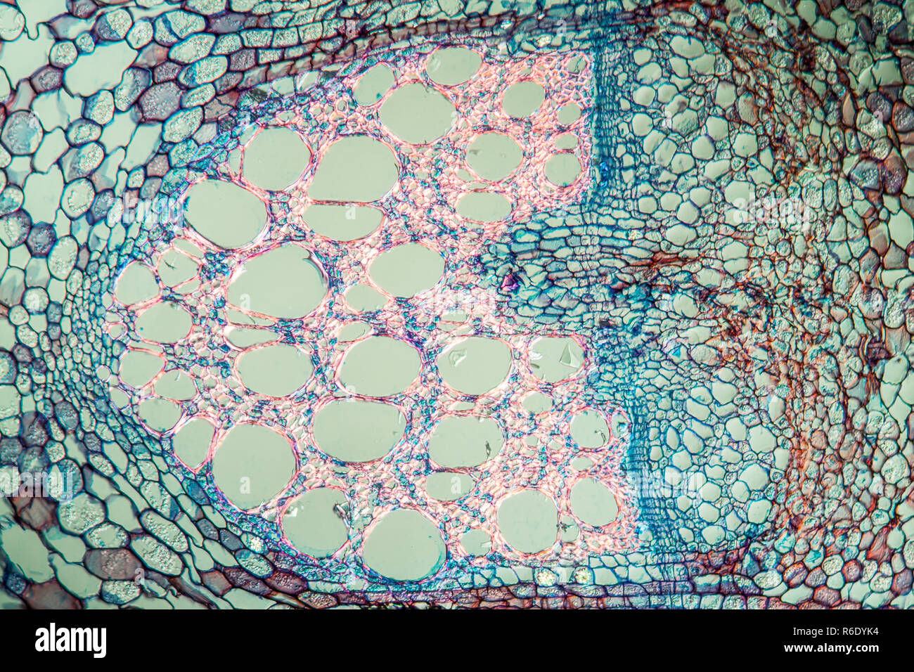 pipe shrub trunk across 100x Stock Photo - Alamy