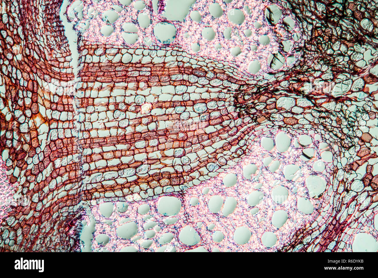 pipe shrub trunk across 100x Stock Photo - Alamy