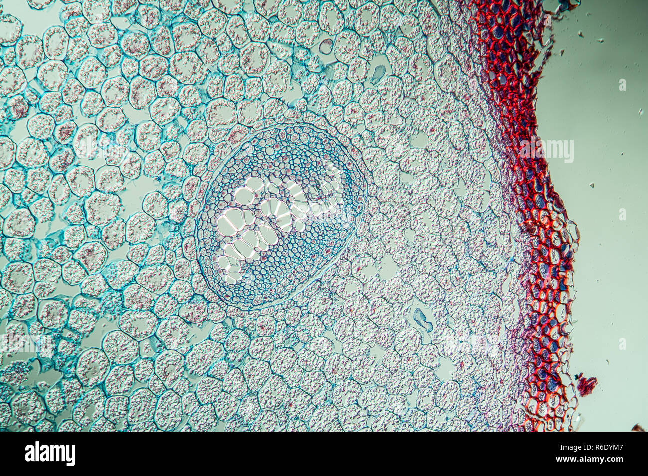 fern plant under the microscope Stock Photo - Alamy