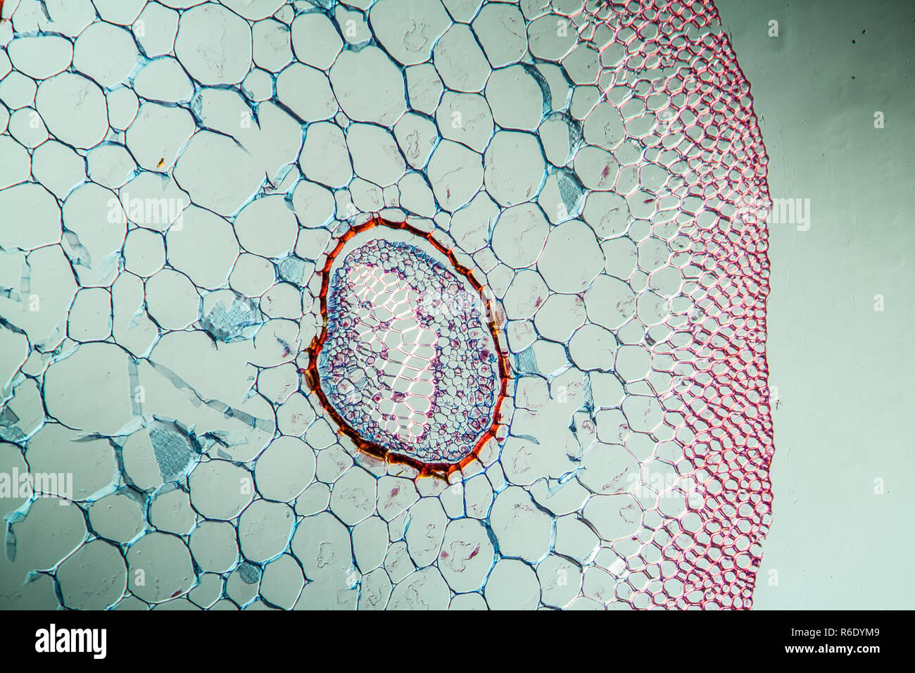 fern plant under the microscope Stock Photo - Alamy