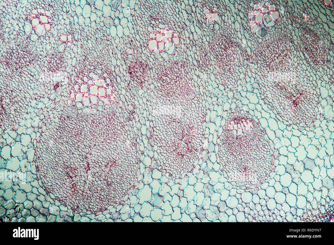 burdock stem across 100x Stock Photo - Alamy