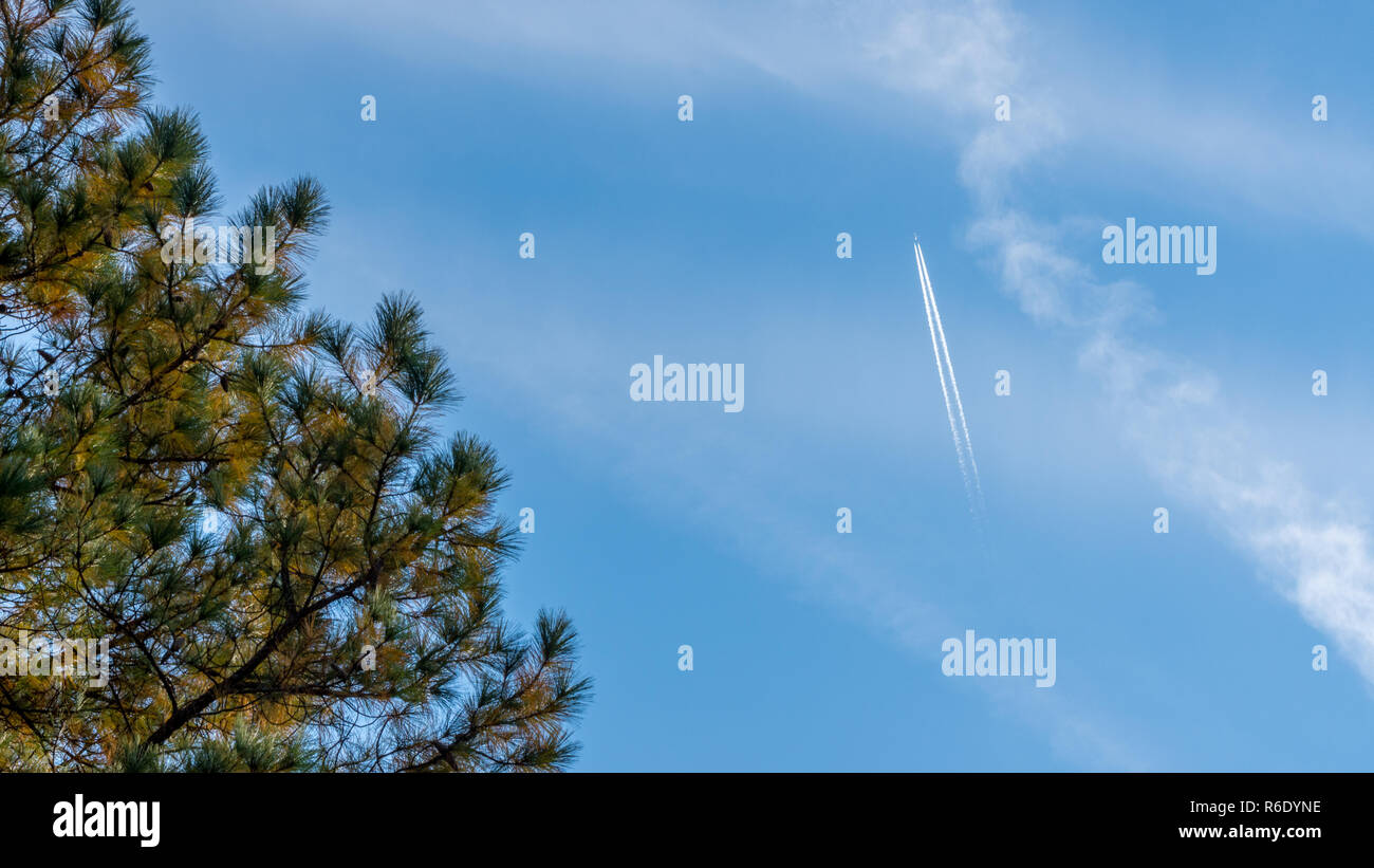 Plane with trails flying hign in sky with pine tree in foreground Stock ...