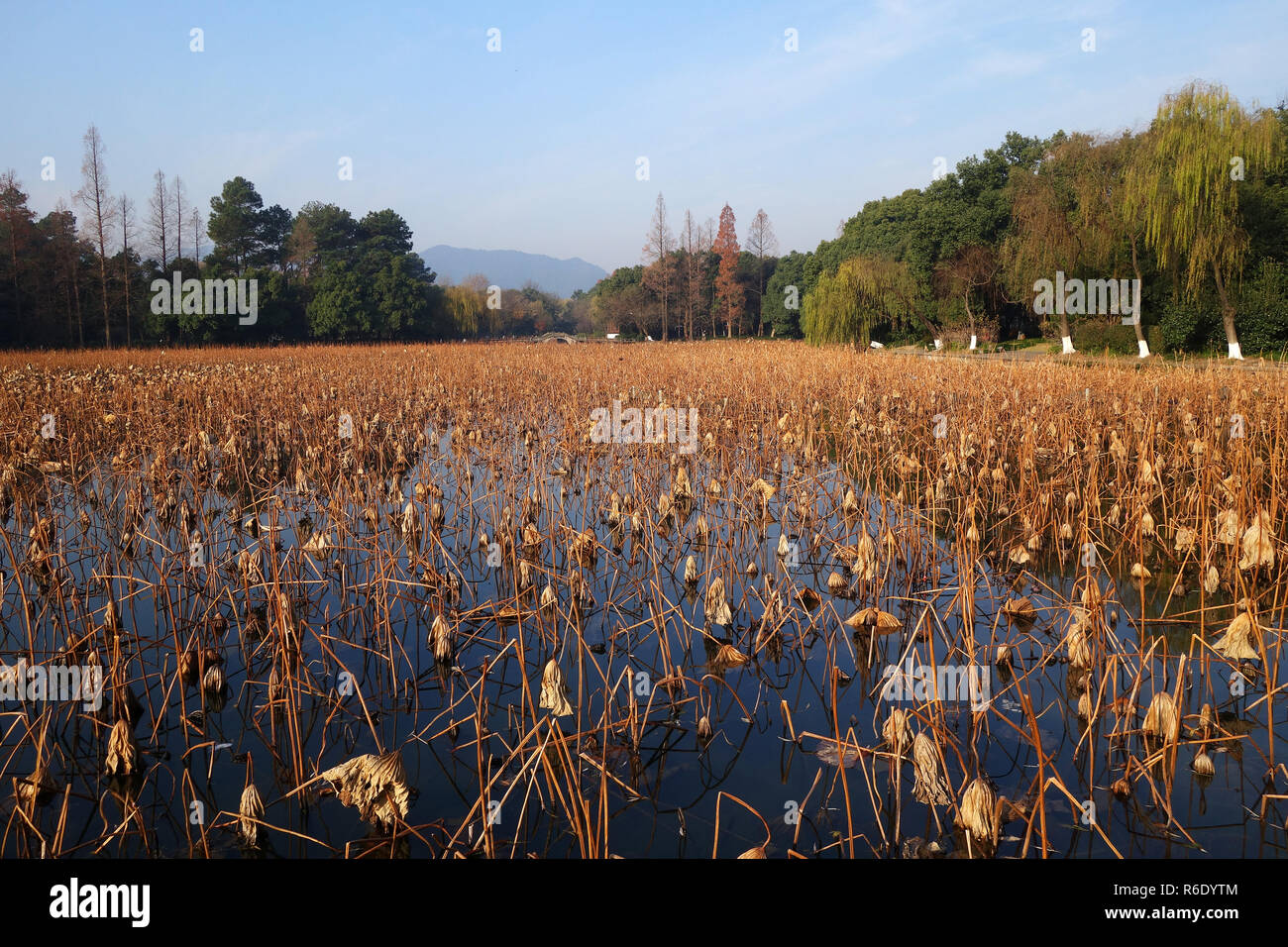 Dead lotuses hi-res stock photography and images - Alamy