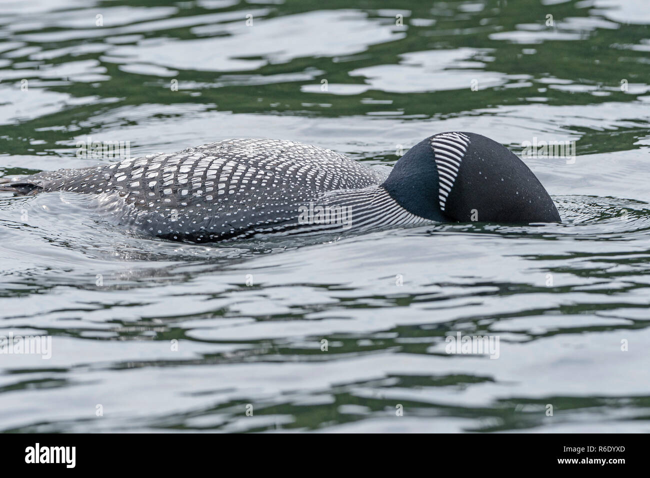 Common Loon Looking for Fish in Water Stock Photo - Alamy