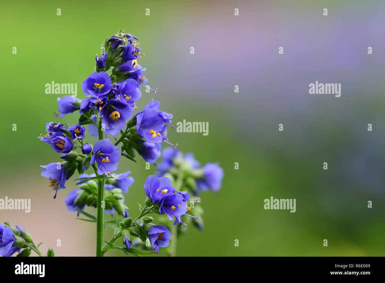 Close up of a Polemonium caeruleum flower (Jacobs ladder) in bloom ...
