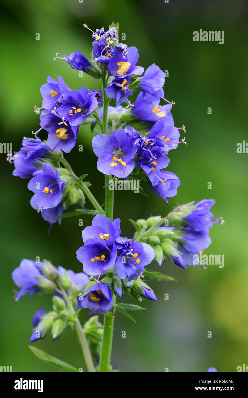 Close up of a Polemonium caeruleum flower (Jacobs ladder) in bloom ...