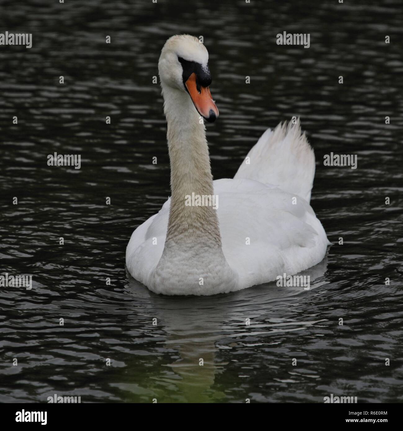 A view of a Mute Swan Stock Photo - Alamy