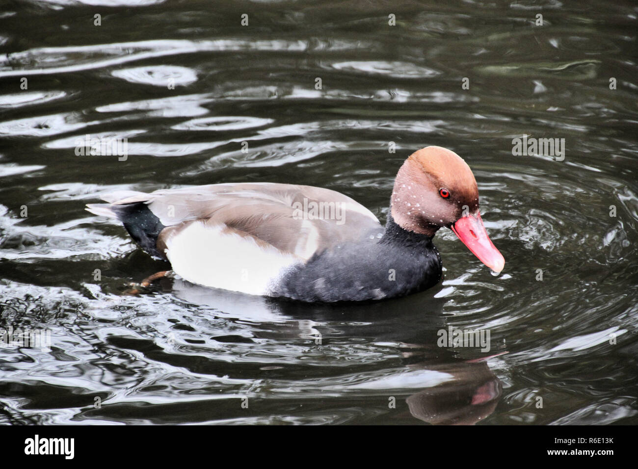 A view of a Pochard Duck Stock Photo - Alamy