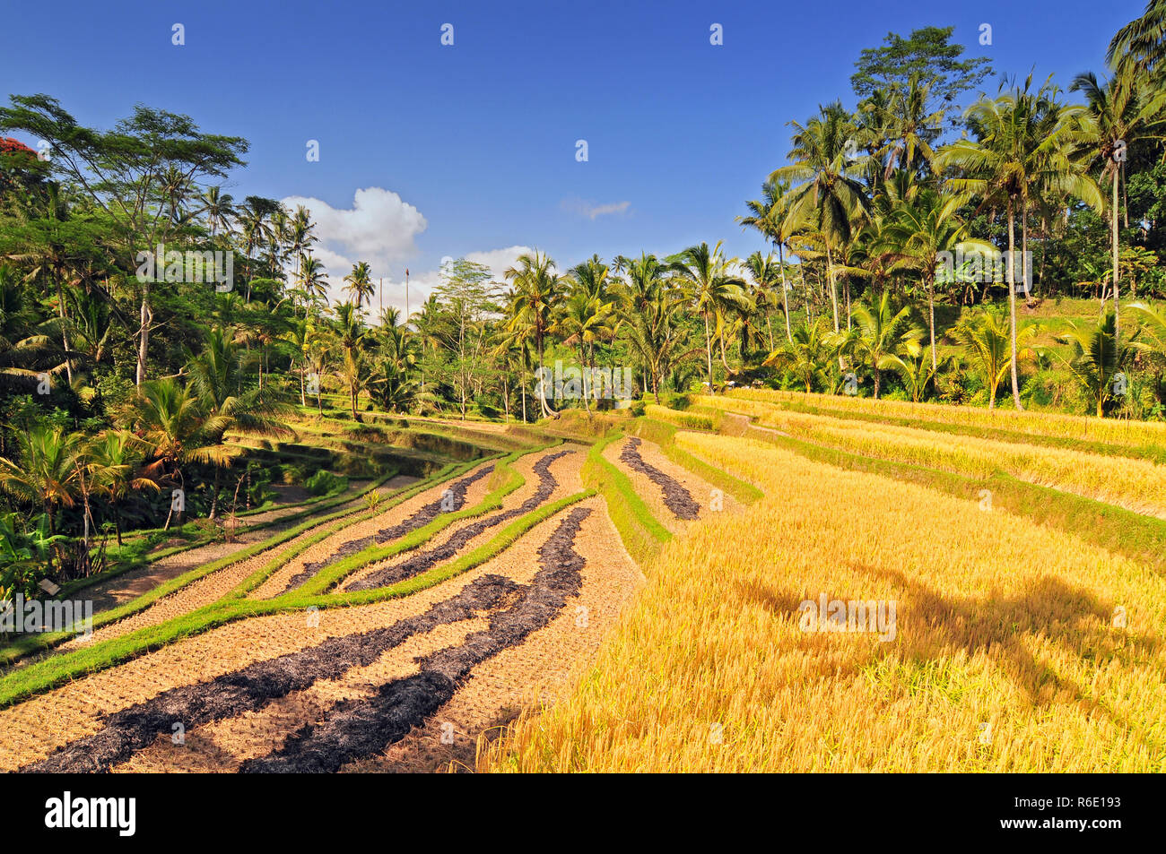 Terrace Rice Fields, Bali, Indonesia Stock Photo - Alamy