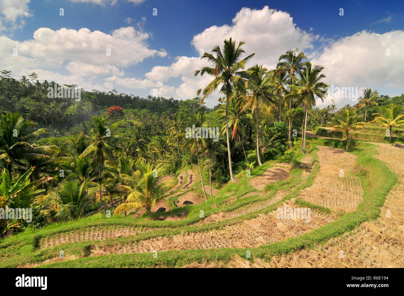 Terrace Rice Fields, Bali, Indonesia Stock Photo - Alamy