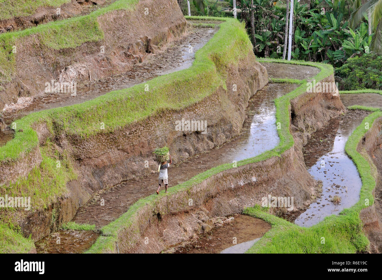 Terrace Rice Fields, Bali, Indonesia Stock Photo - Alamy