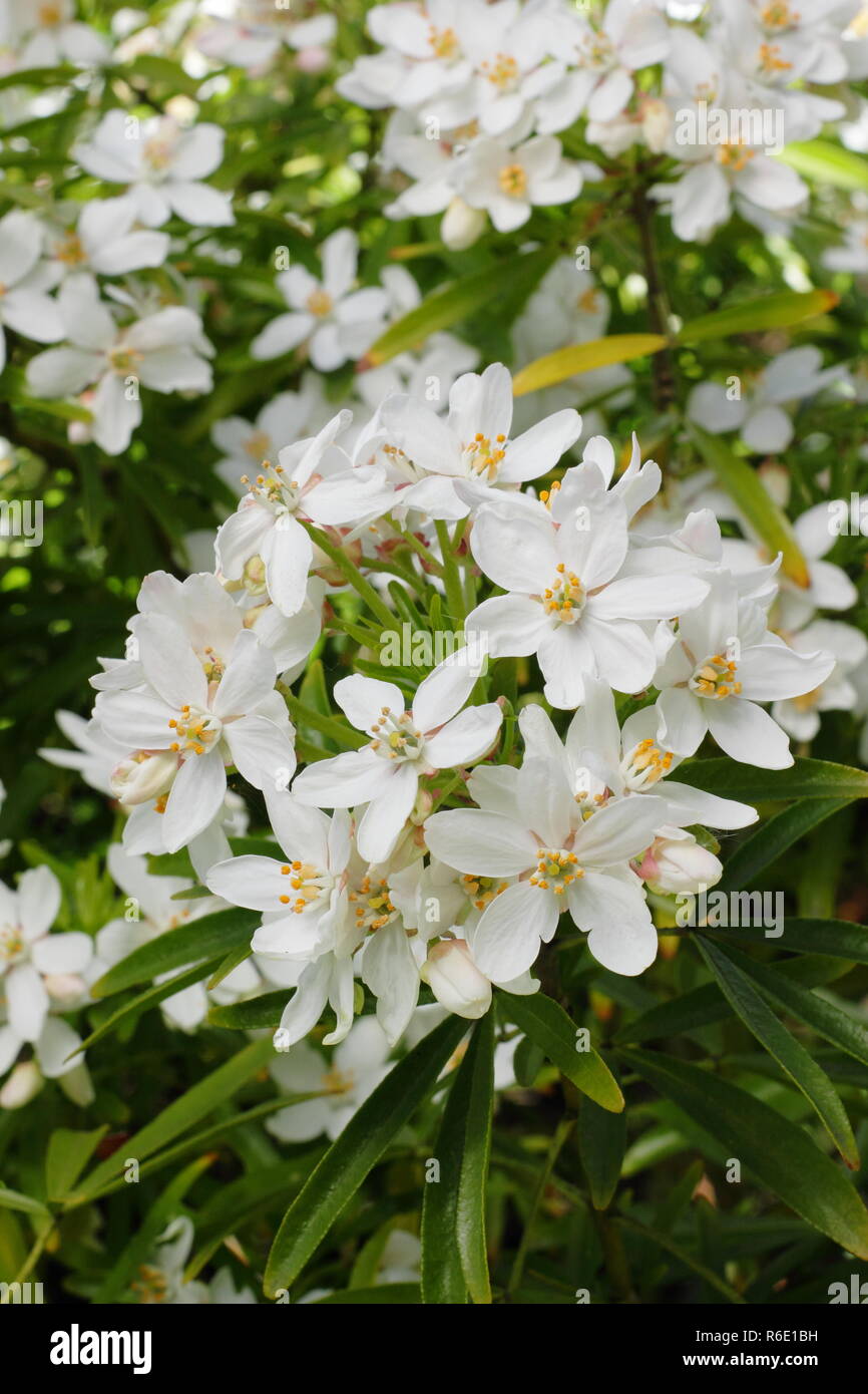 Choisya × dewitteana 'Aztec Pearl'. spring blossoms of Choisya × ...