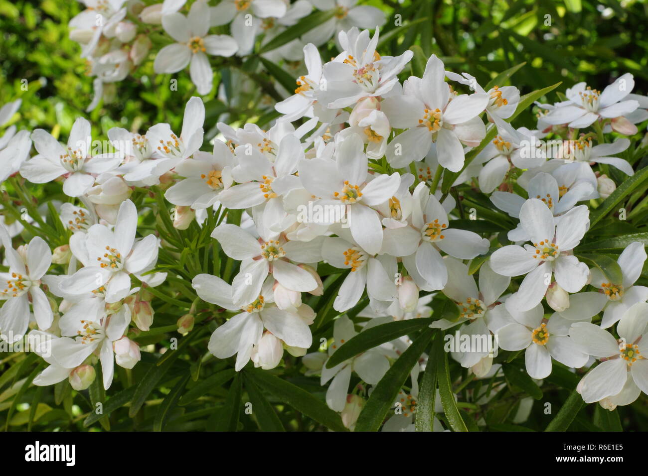 Choisya x dewitteana 'Aztec Pearl'. spring blossoms of Choisya x ...