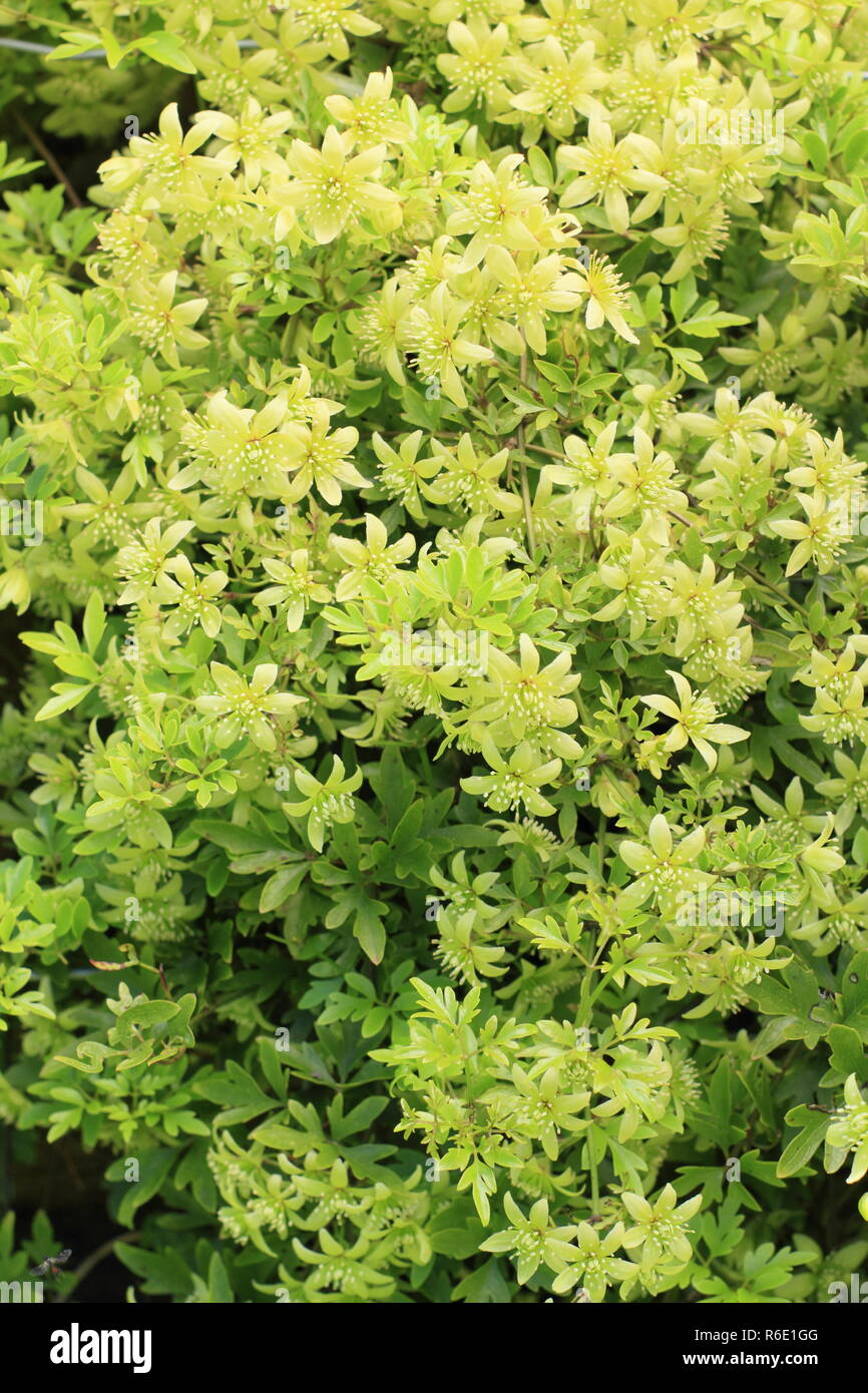 Evergreen clematis hi-res stock photography and images - Alamy