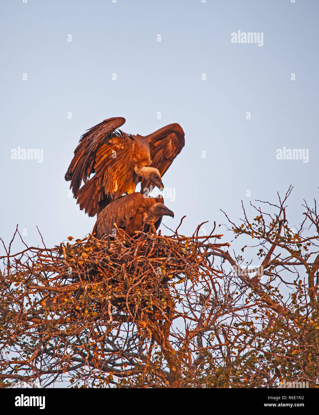 Mating Vultures 4 Stock Photo - Alamy