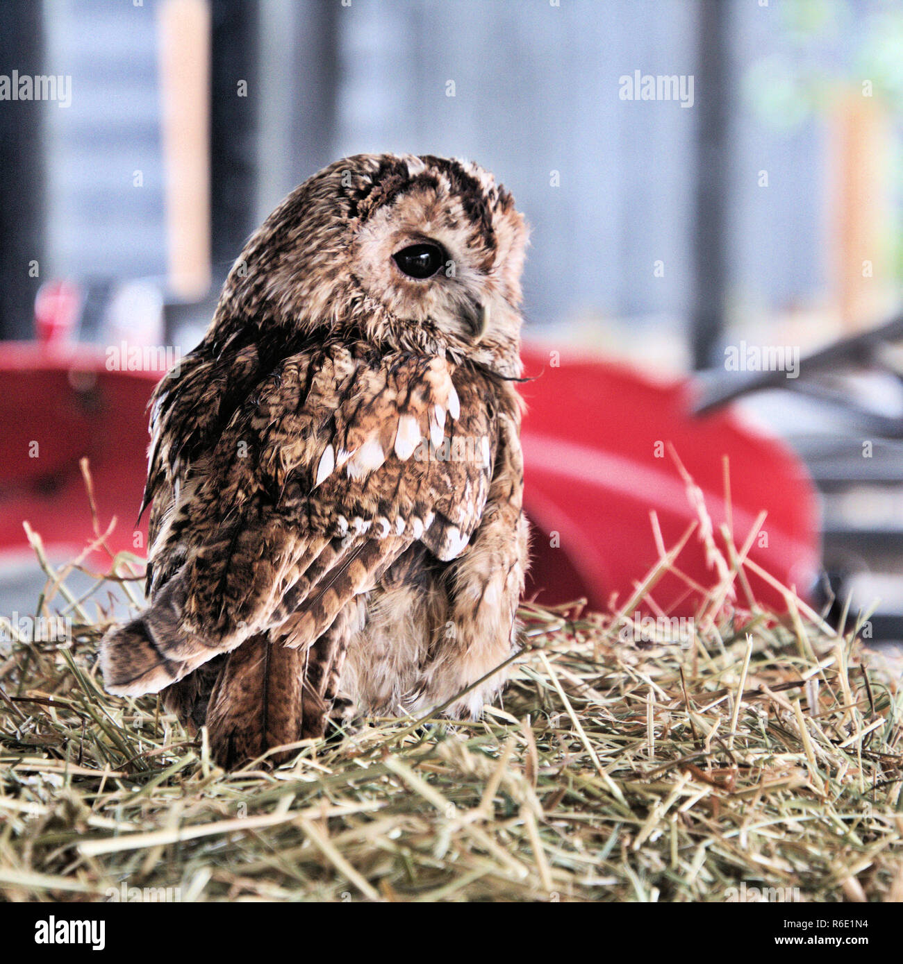A picture of a Tawny Owl Stock Photo - Alamy