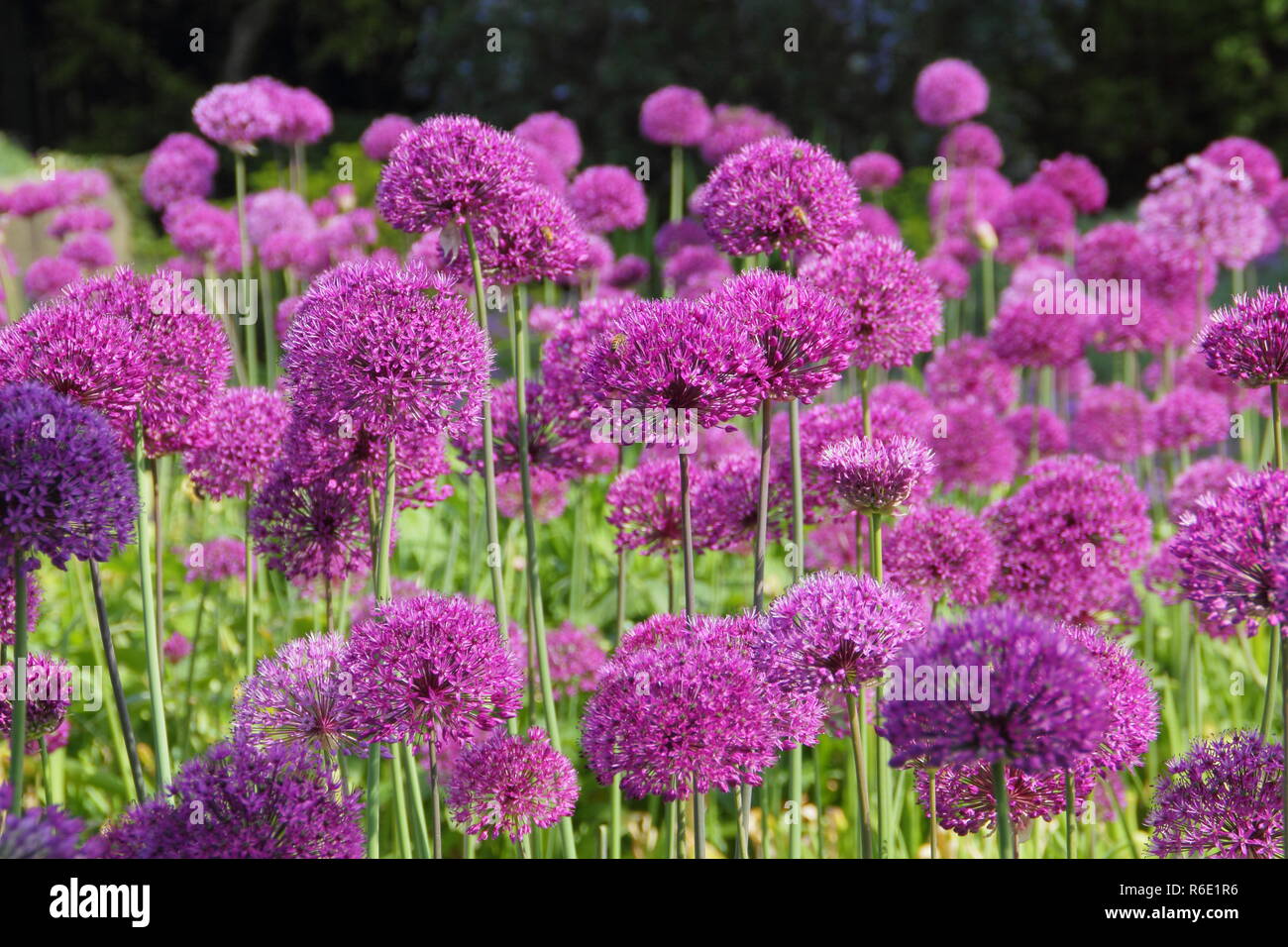 Allium Border Stock Photos & Allium Border Stock Images - Alamy