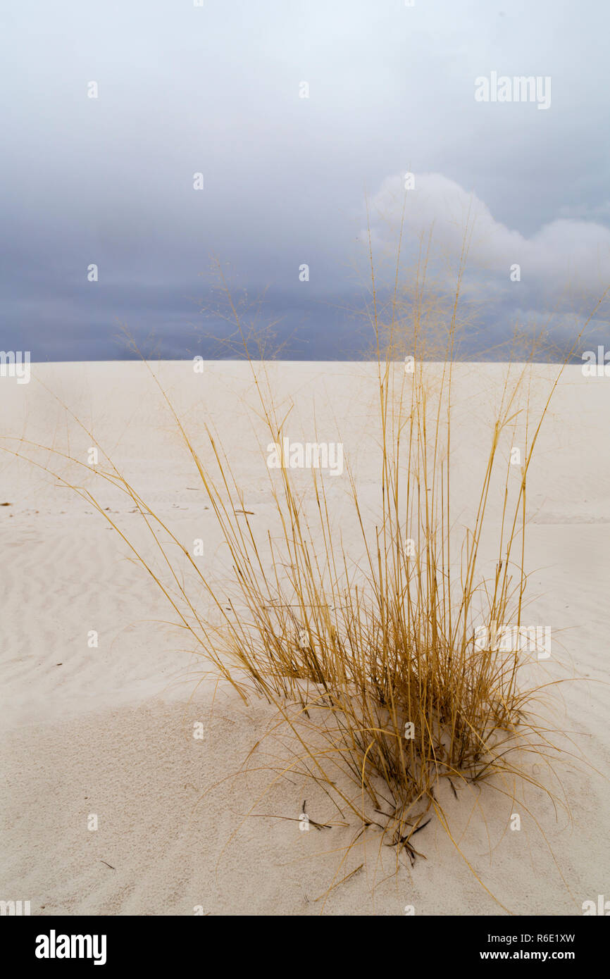 Dried grasses in sand dune at White Sands Stock Photo - Alamy