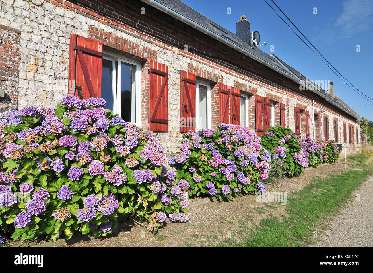 Colorful Hydrangeas Flowers In A Small Village Normandy France Stock ...