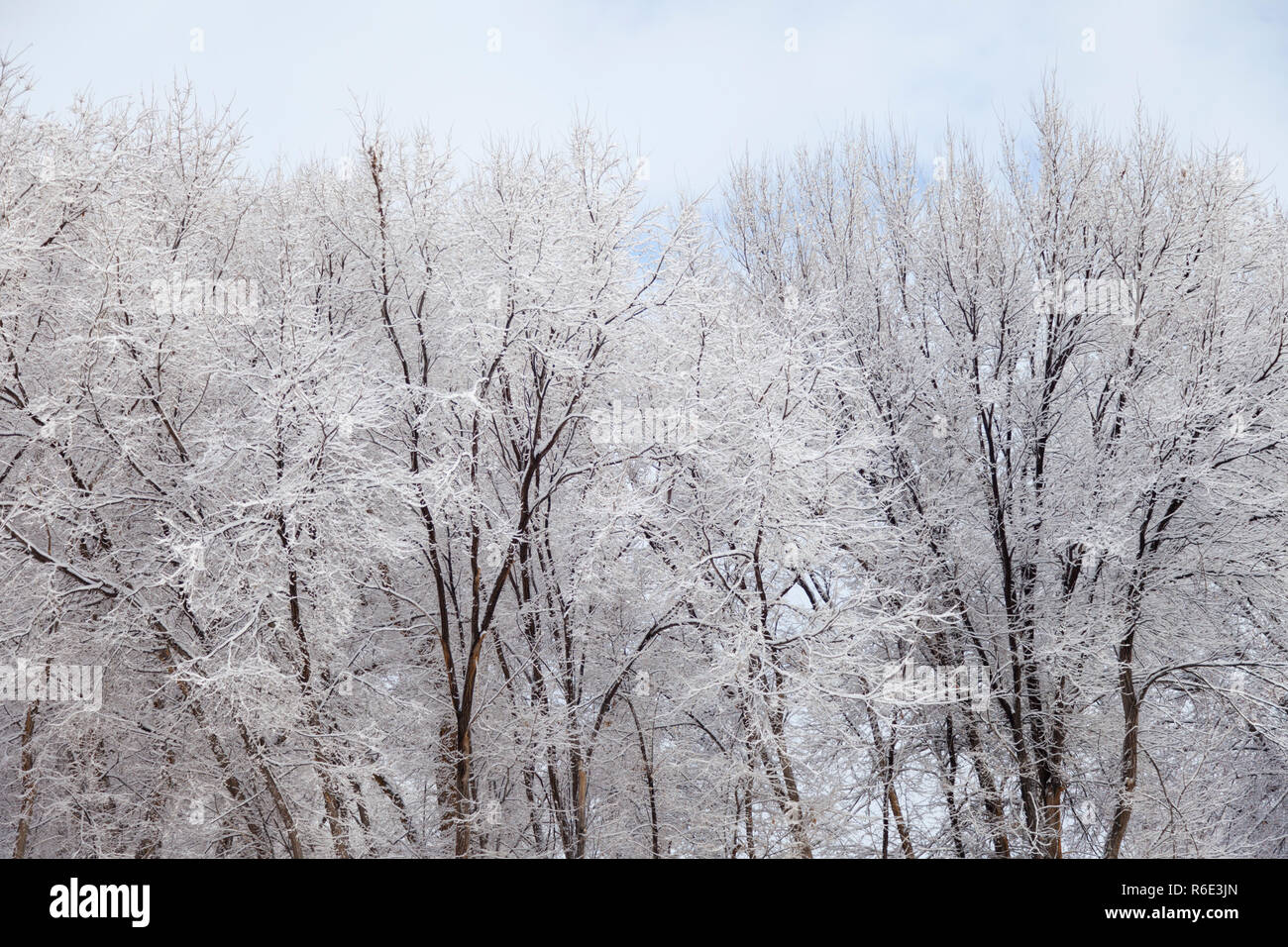 Elm trees in winter hi-res stock photography and images - Alamy