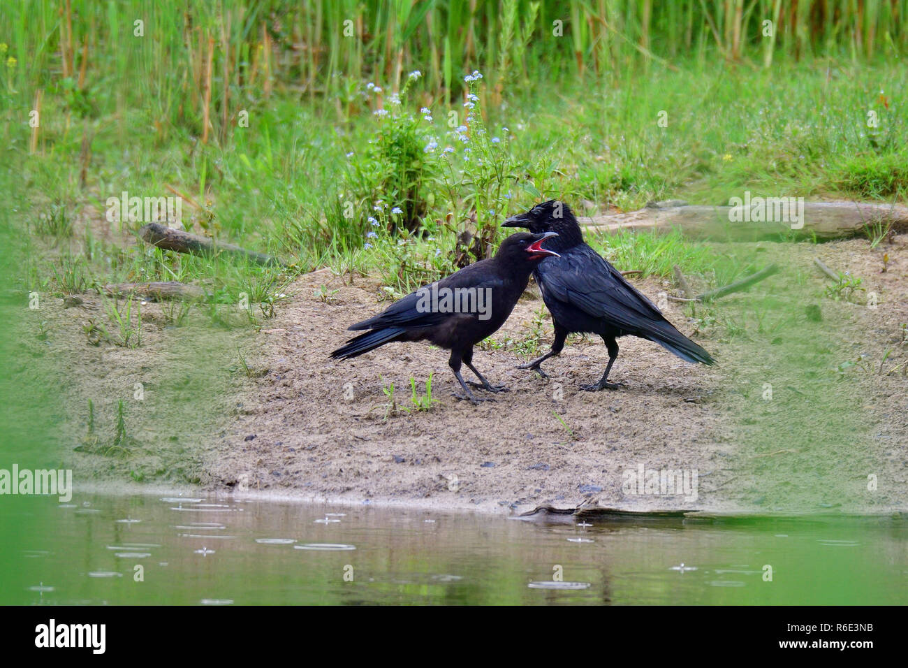 carrion crow at feeding Stock Photo - Alamy
