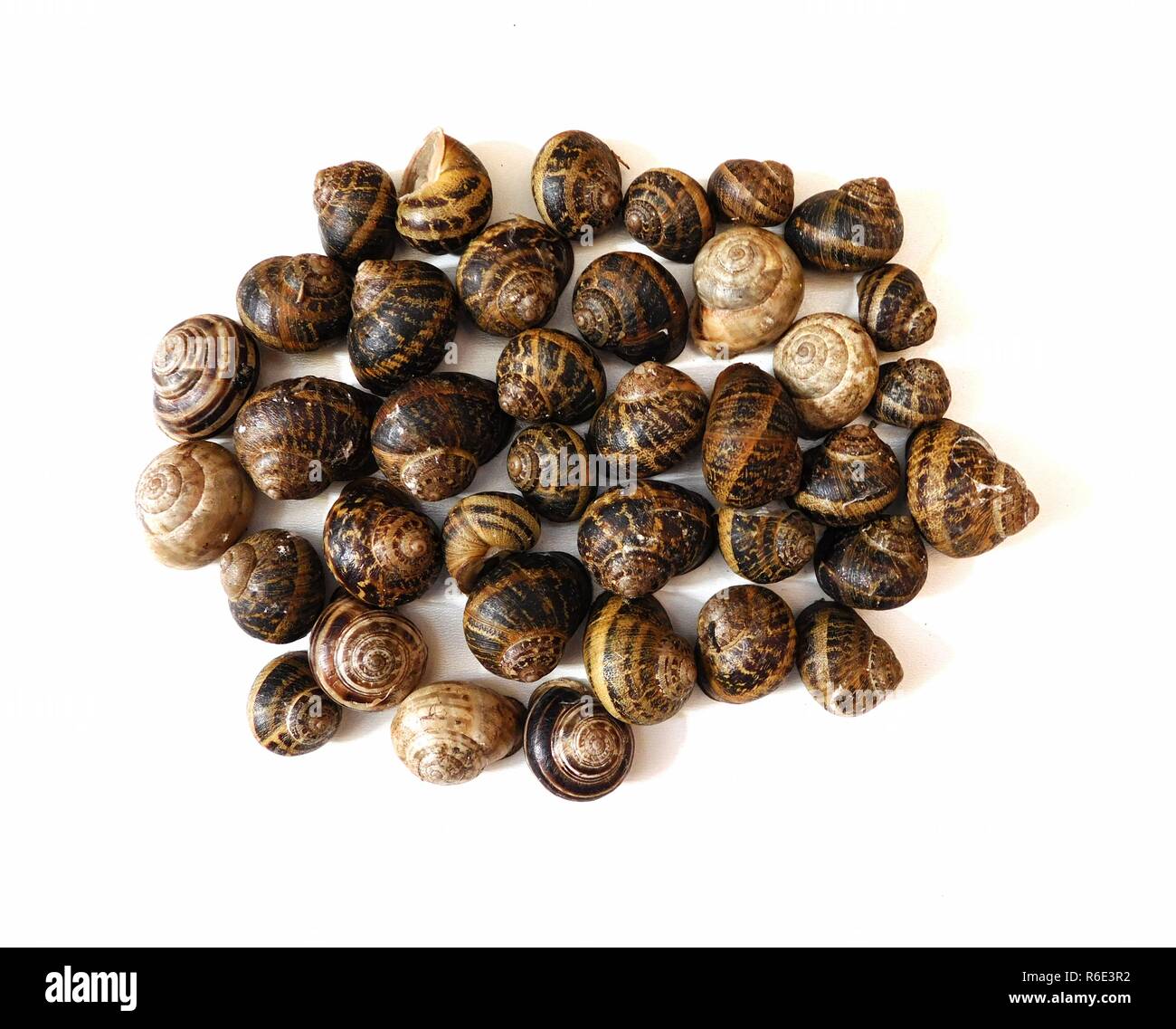Snails eye view hi-res stock photography and images - Alamy