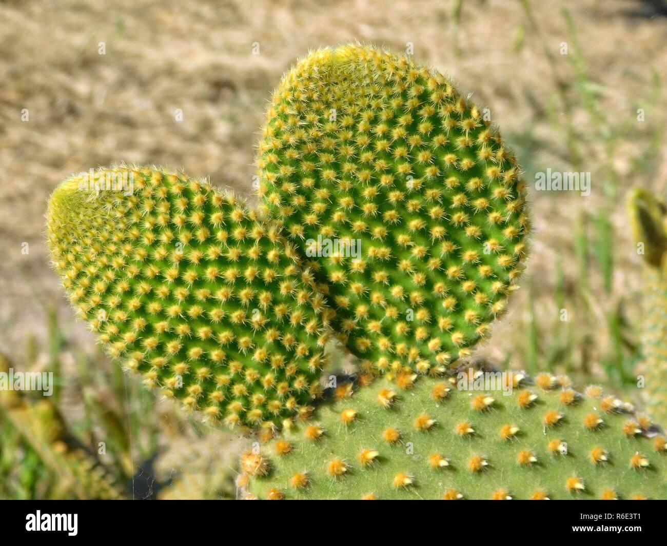 Spiny pigweed hi-res stock photography and images - Alamy