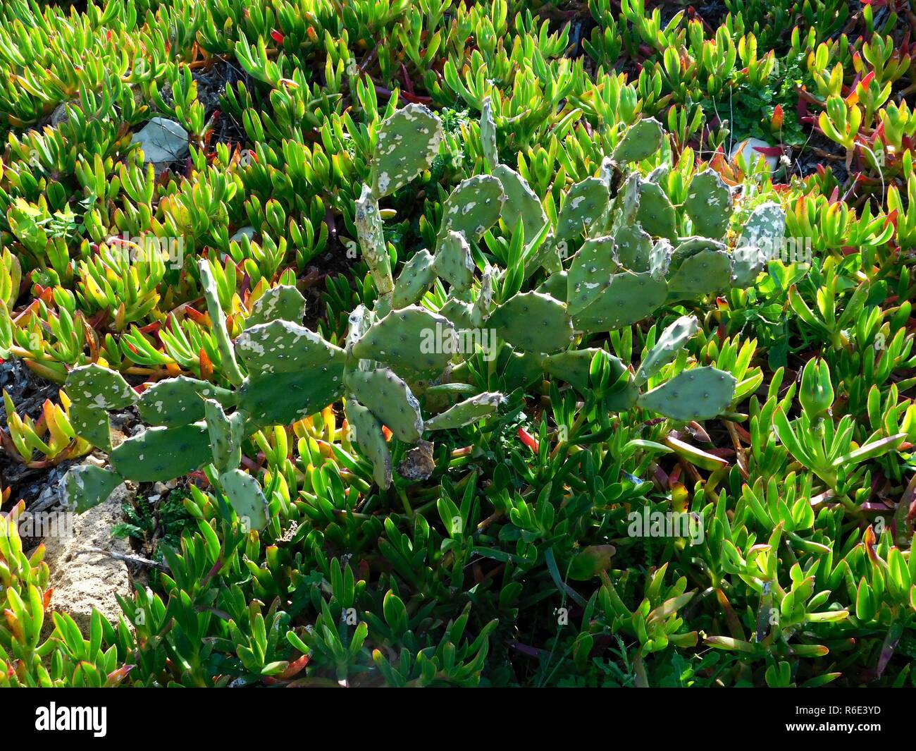 Amaranthus spinosus hi-res stock photography and images - Alamy