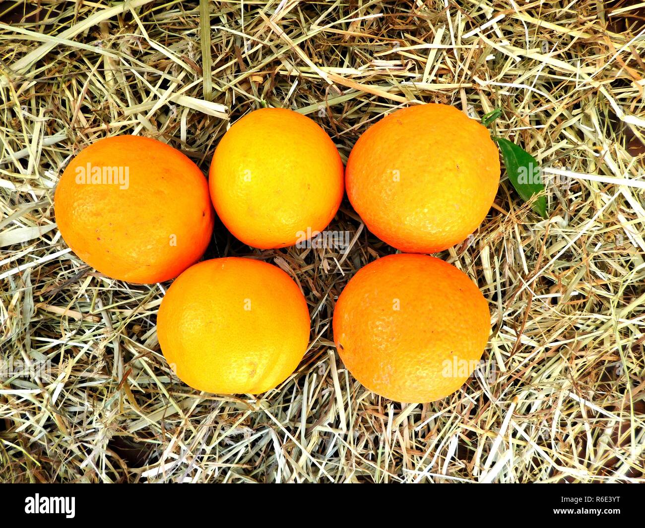Orang stem hi-res stock photography and images - Alamy