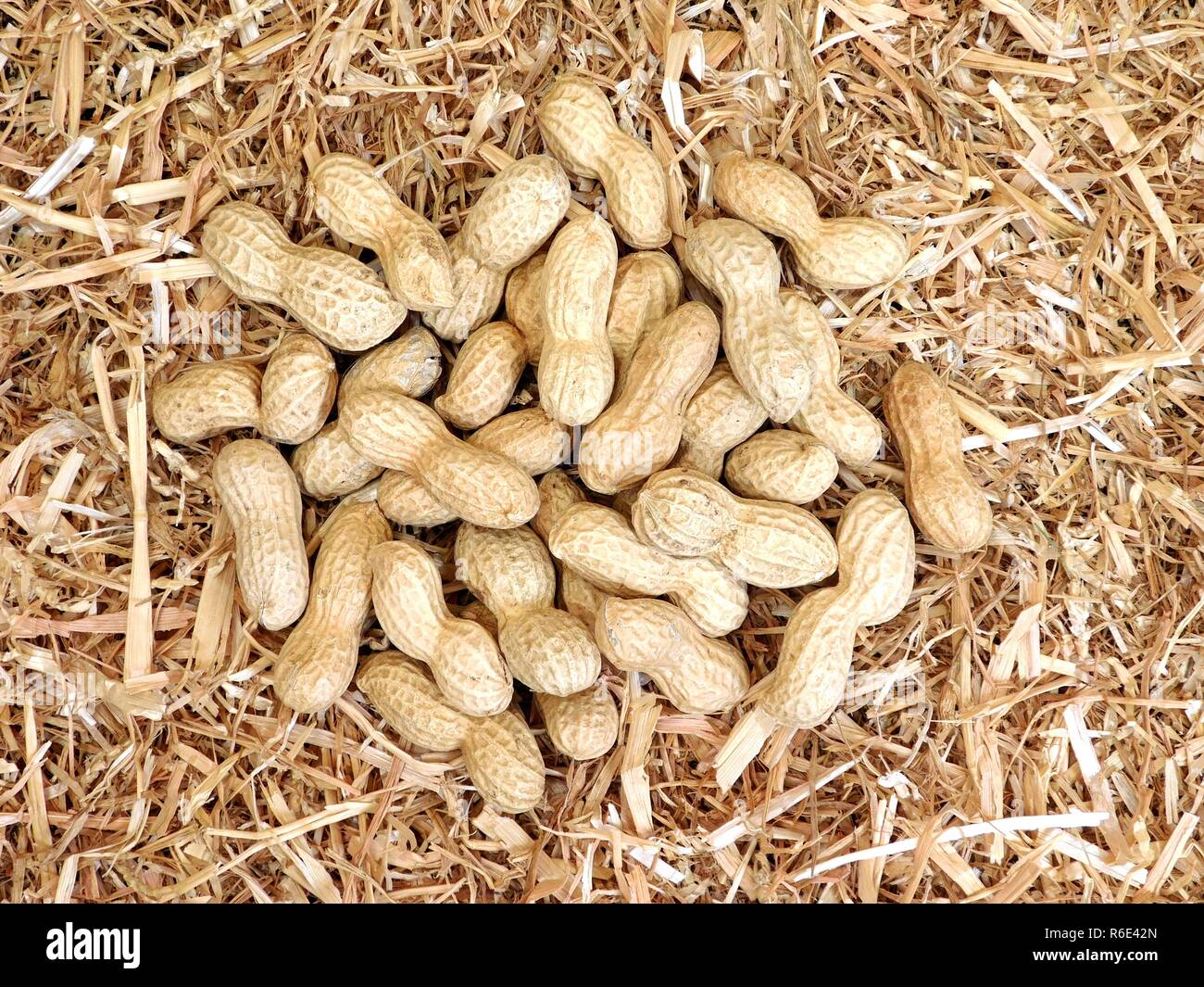 Peeled ripe peanuts hi-res stock photography and images - Alamy