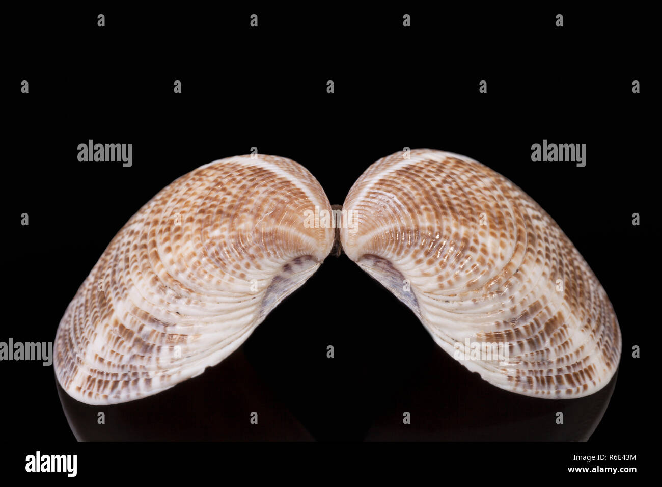 Sea shell of bivalvia isolated on black background, reflection Stock ...