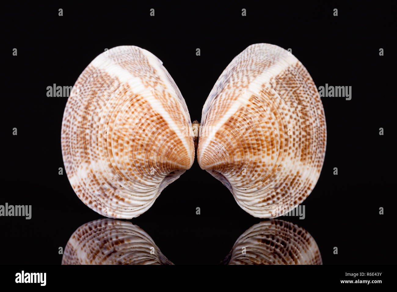 Sea shell of bivalvia isolated on black background Stock Photo - Alamy