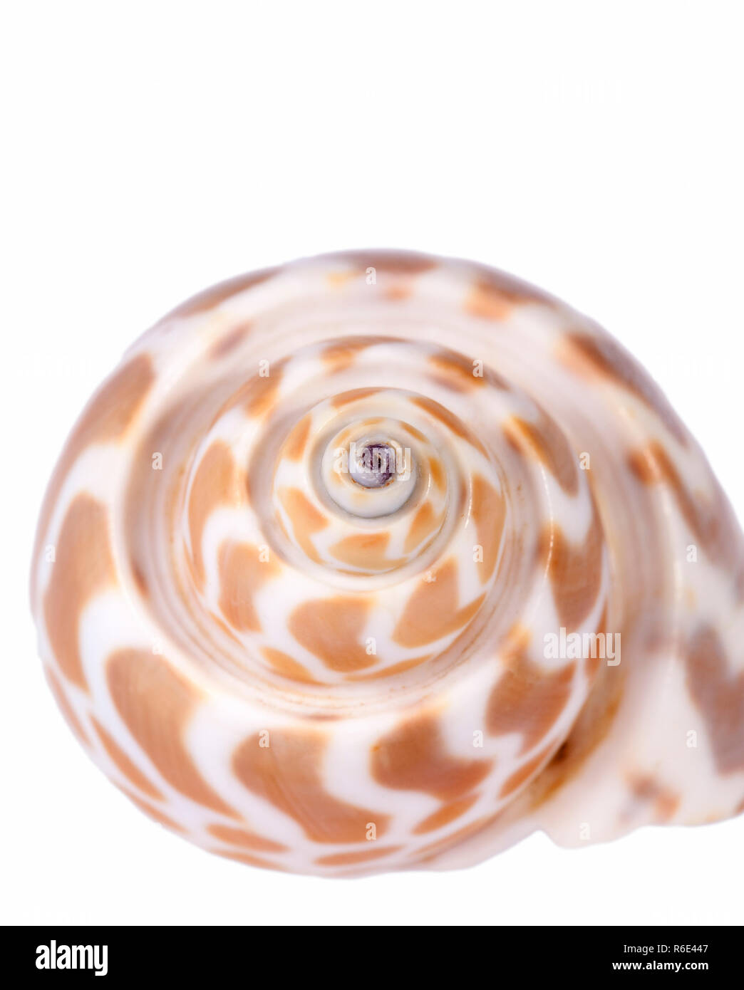 Sea shell of marine snail isolated on white background Stock Photo - Alamy