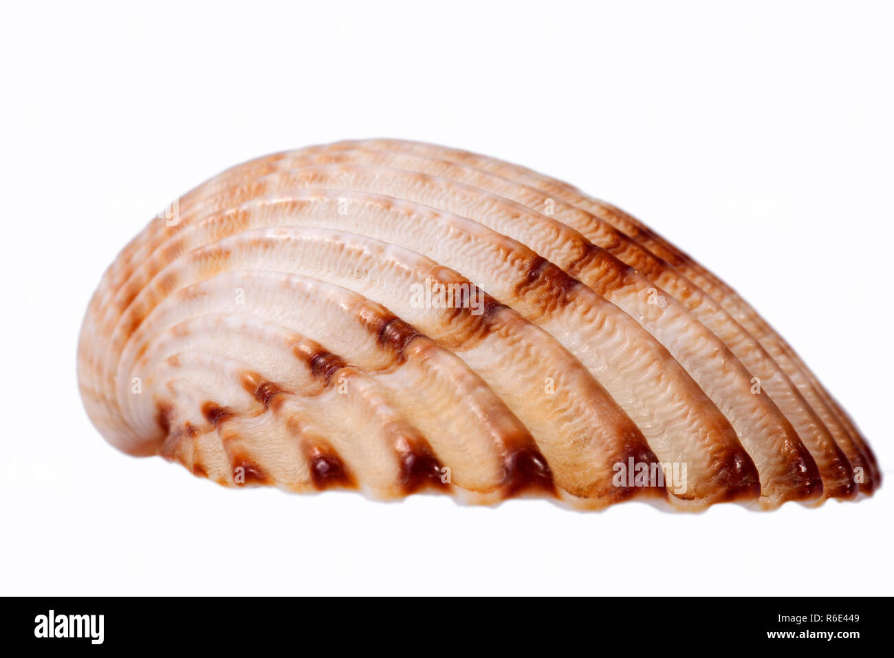 Sea shell of bivalvia isolated on white background Stock Photo - Alamy