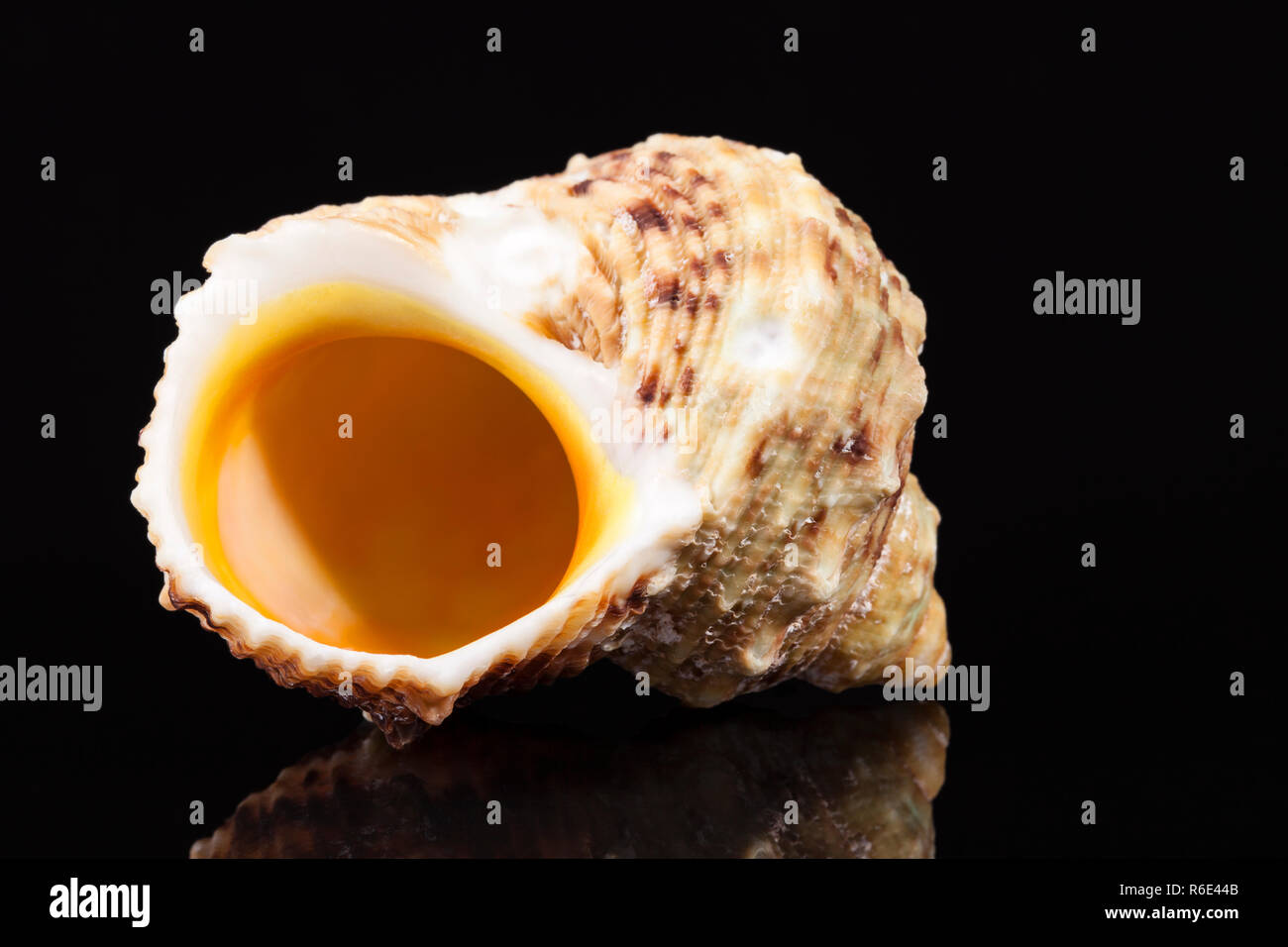 Single seashell bivalvia isolated on hi-res stock photography and ...