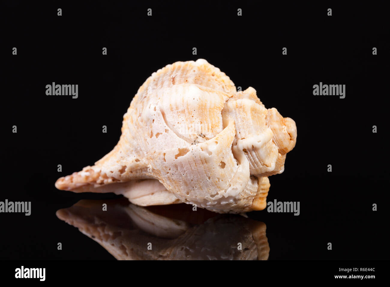 Sea shell of marine snail isolated on black background Stock Photo - Alamy
